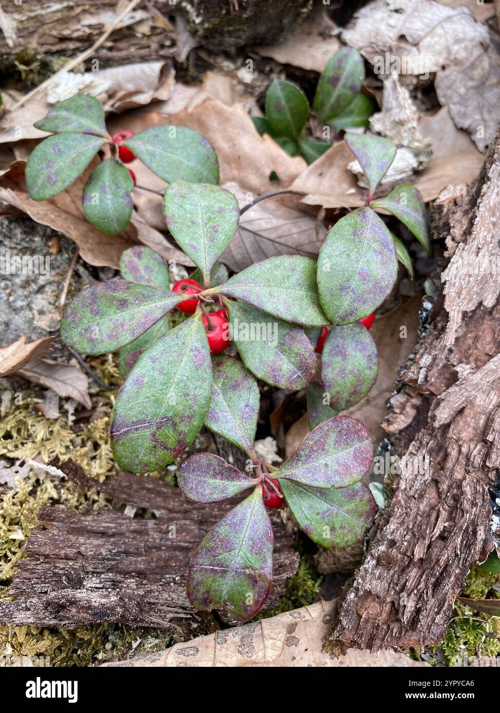 Eastern Teaberry (Gaultheria procumbens Stock Photo - Alamy