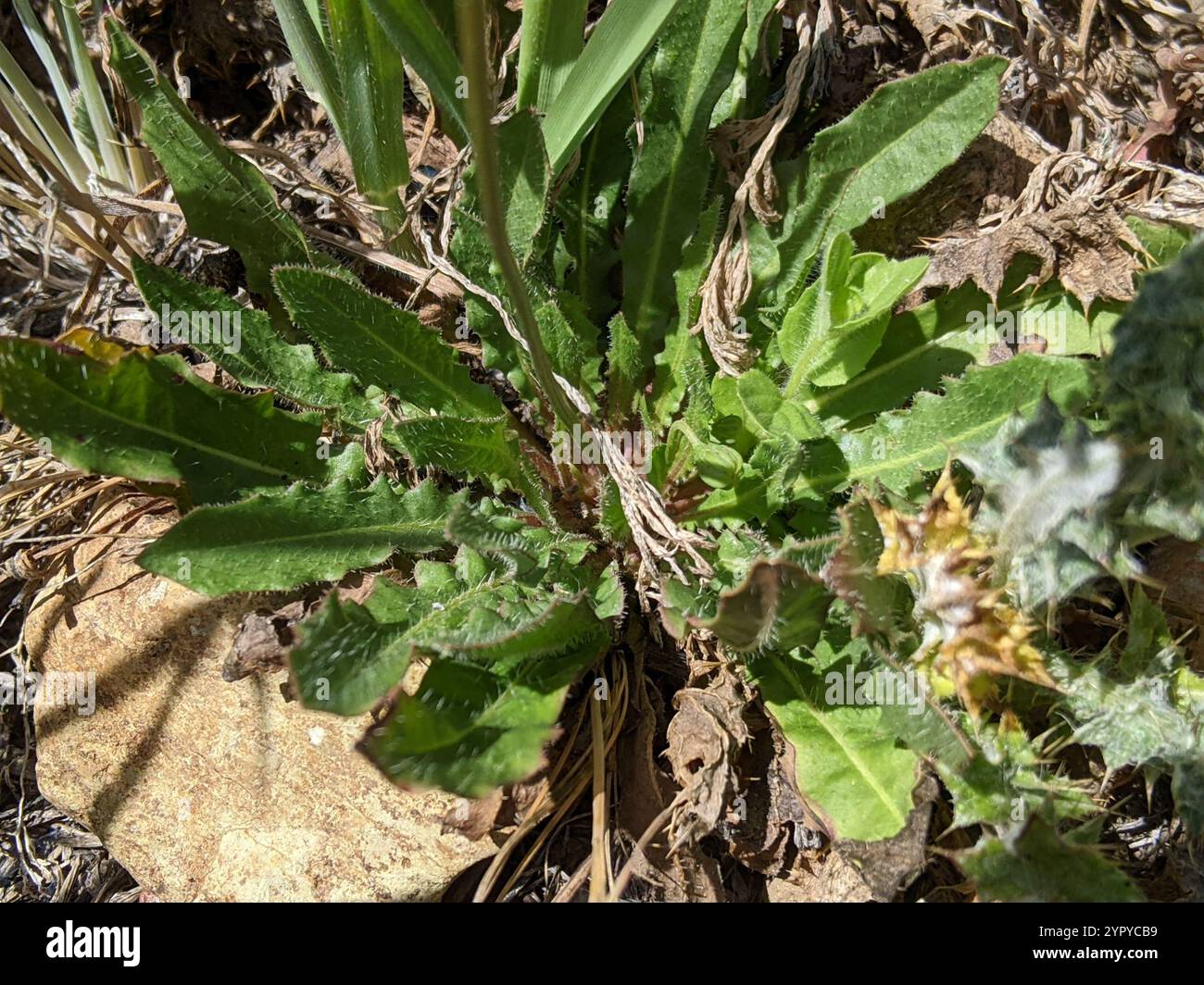 Smooth Cat's Ear (Hypochaeris glabra Stock Photo - Alamy