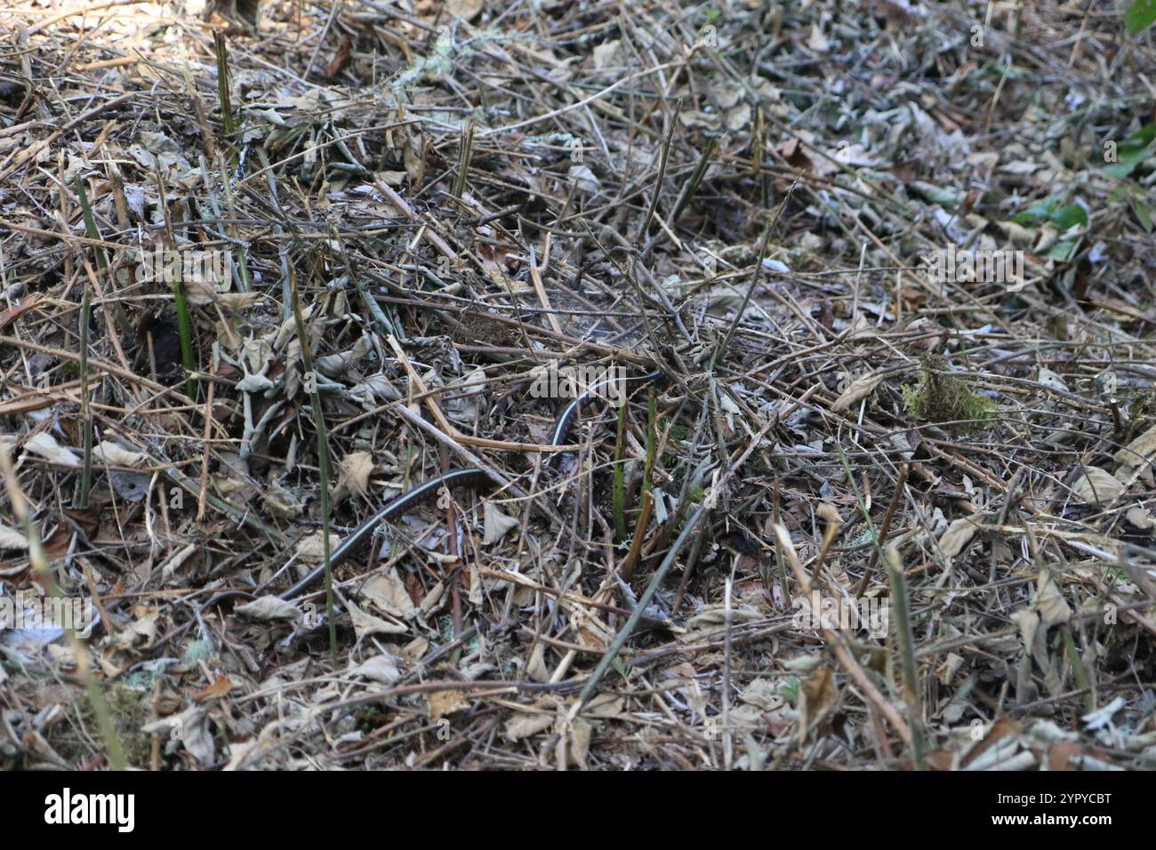 Red-spotted Garter Snake (Thamnophis sirtalis concinnus Stock Photo - Alamy