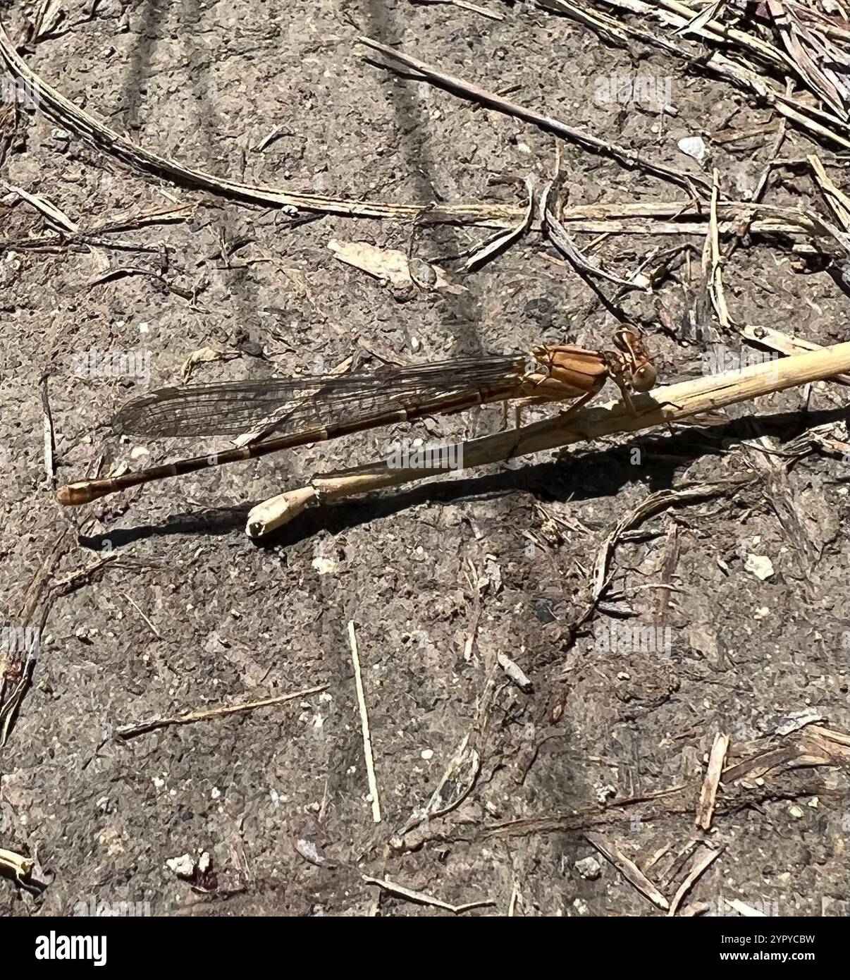 Blue-fronted Dancer (Argia apicalis Stock Photo - Alamy