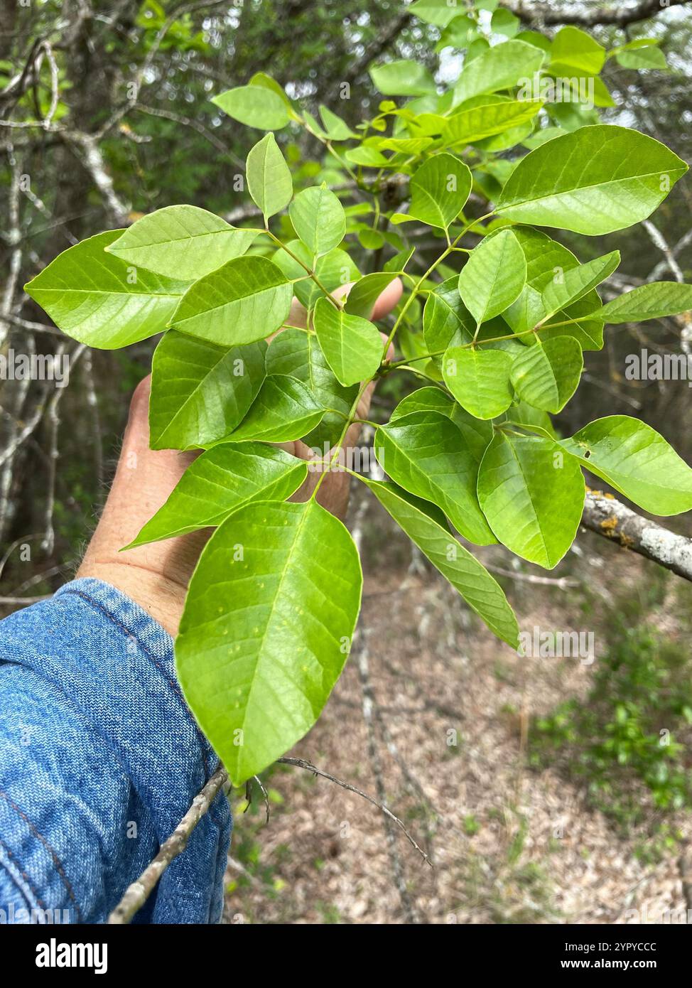 Texas ash (Fraxinus albicans Stock Photo - Alamy