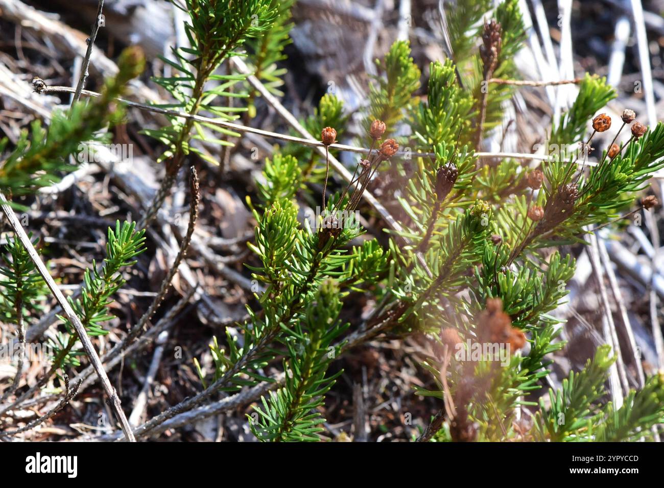 pink mountainheath (Phyllodoce empetriformis Stock Photo - Alamy