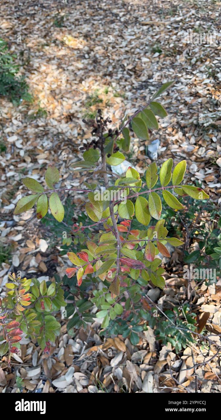 evergreen sumac (Rhus virens Stock Photo - Alamy
