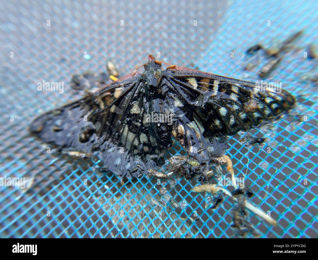 Variable Checkerspot (Euphydryas chalcedona Stock Photo - Alamy