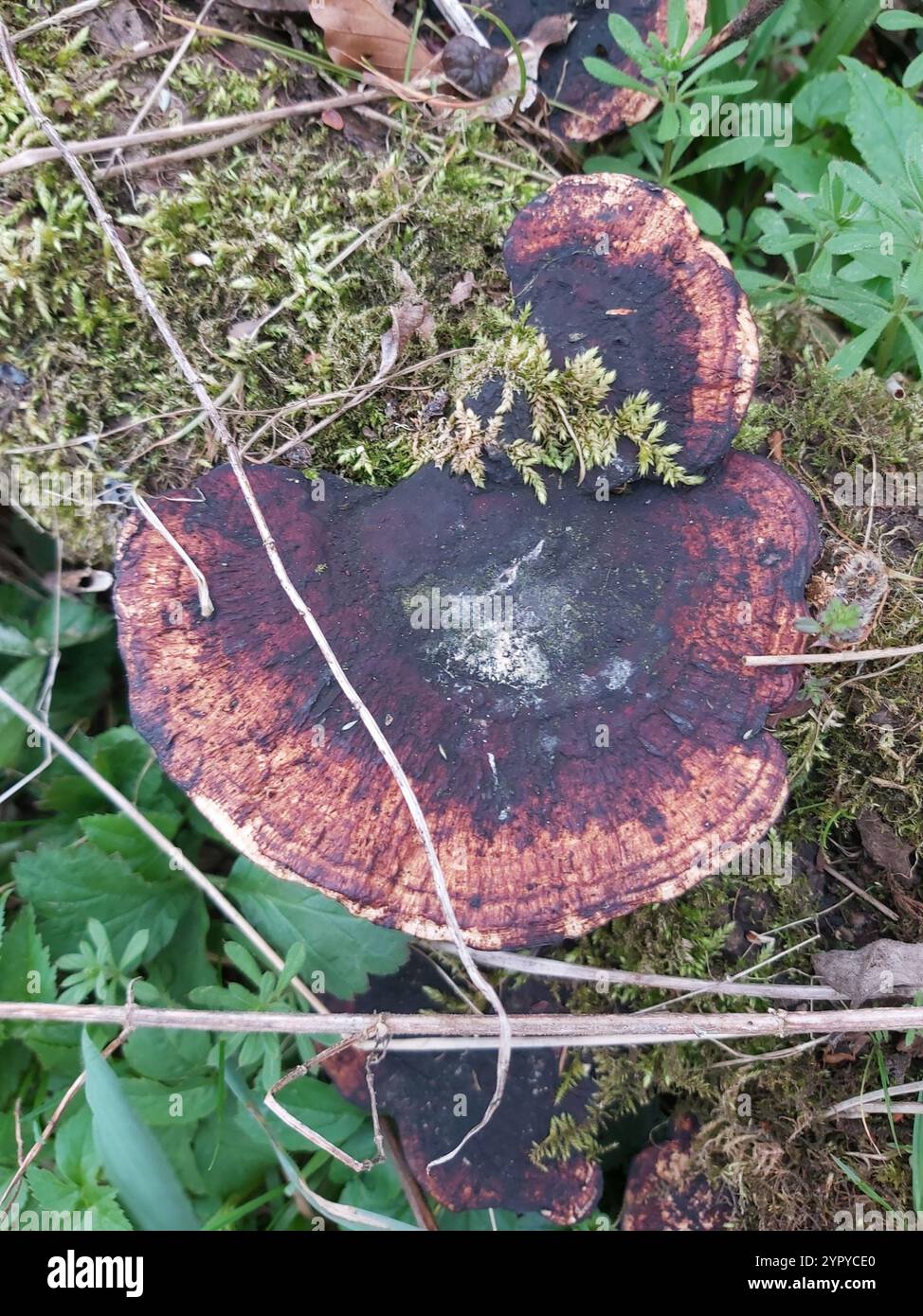 Thin-walled Maze Polypore (Daedaleopsis confragosa Stock Photo - Alamy