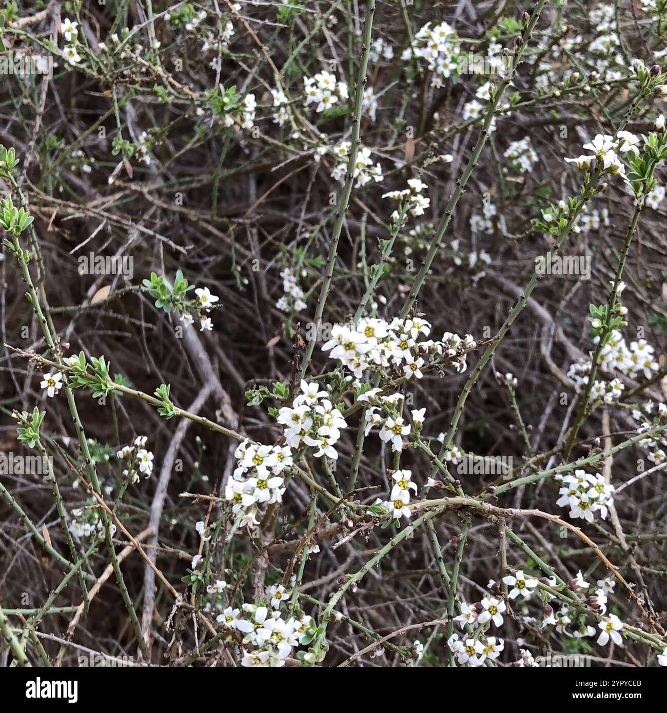 Spiny Greasebush (Glossopetalon spinescens Stock Photo - Alamy