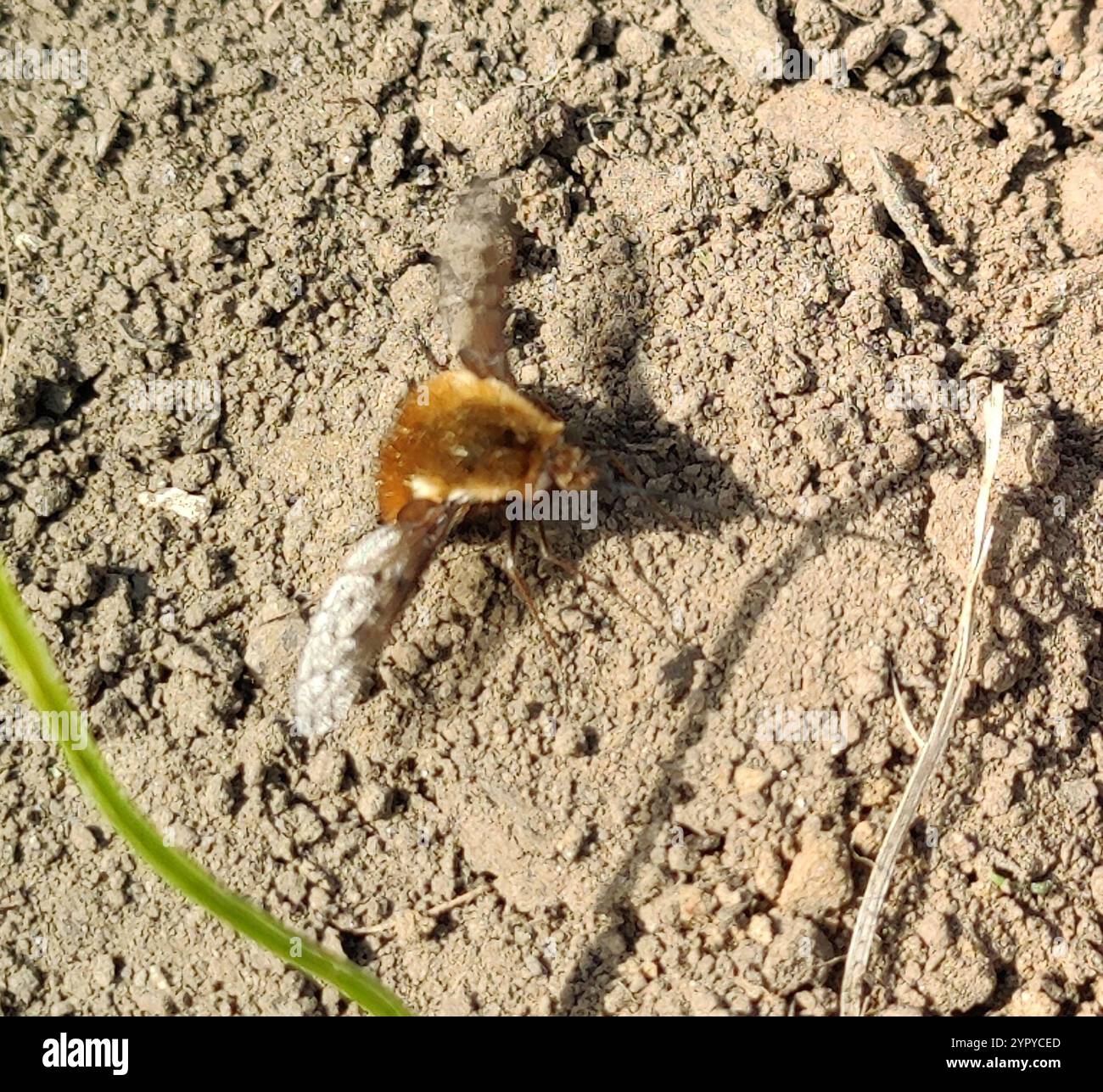 Dotted bee fly hi-res stock photography and images - Alamy