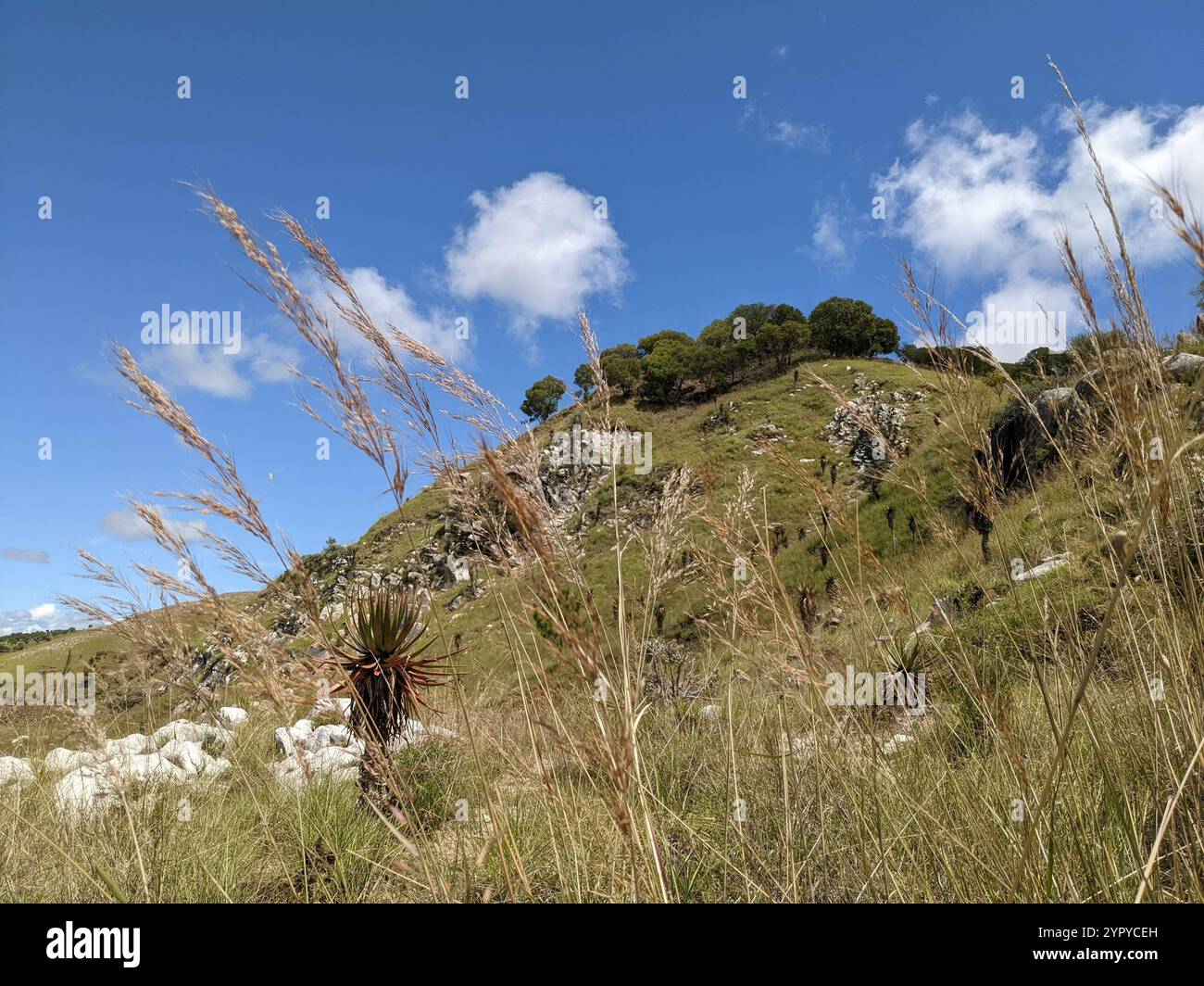 Common Russet Grass (Loudetia simplex Stock Photo - Alamy
