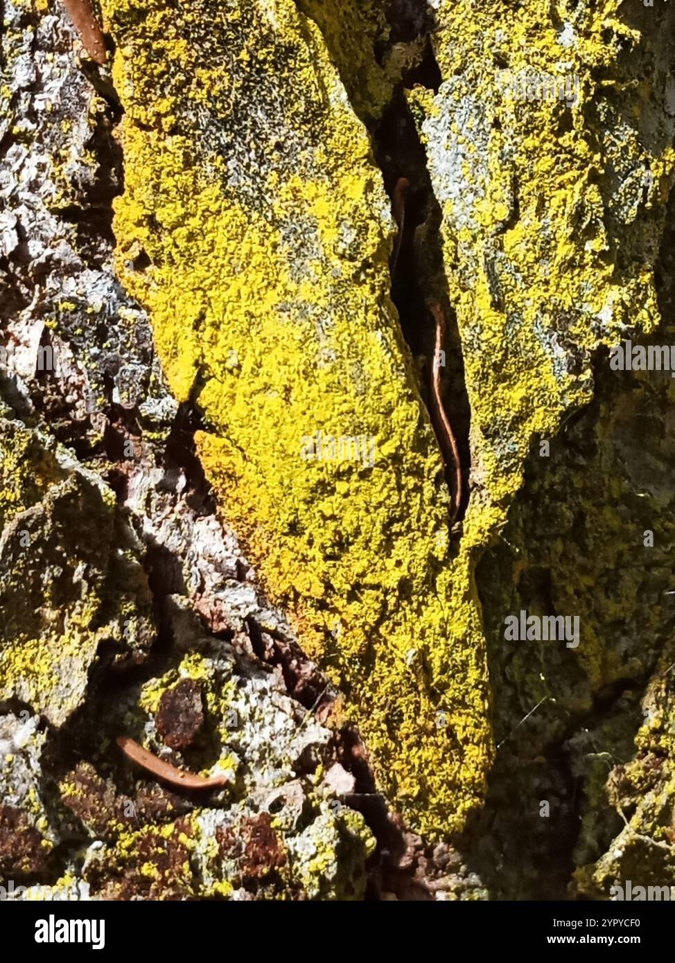 Gold Dust Lichens (Chrysothrix Stock Photo - Alamy