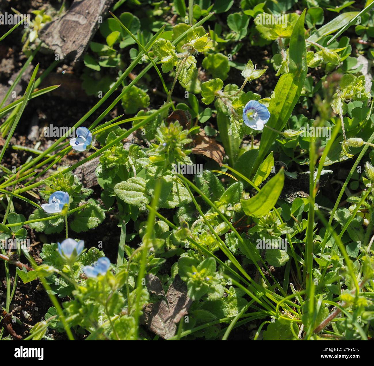 bird's-eye speedwell (Veronica persica Stock Photo - Alamy
