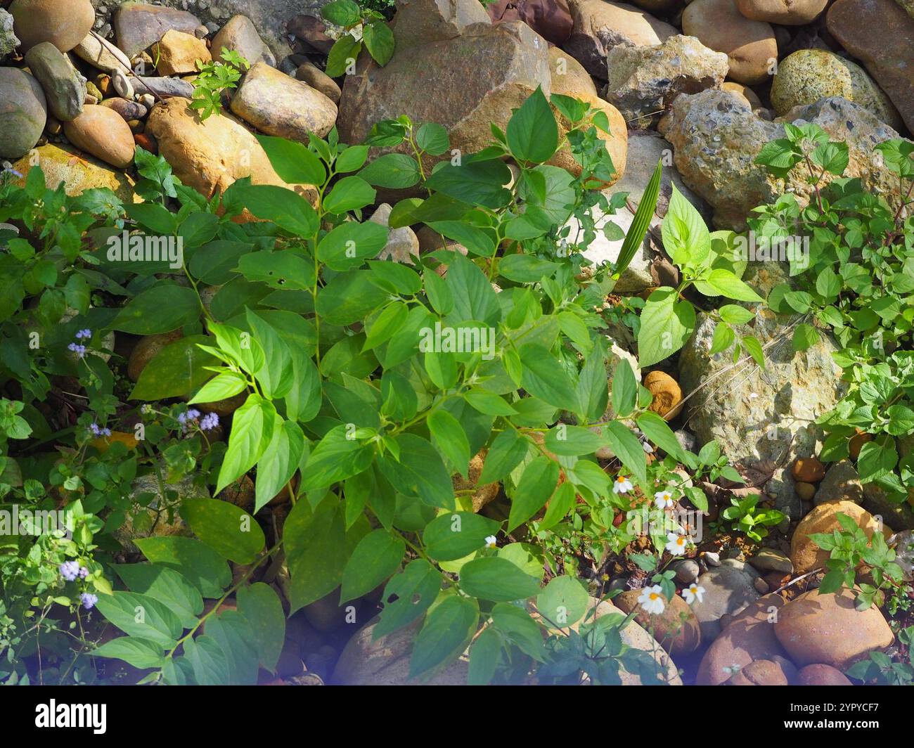 Trema orientale hi-res stock photography and images - Alamy
