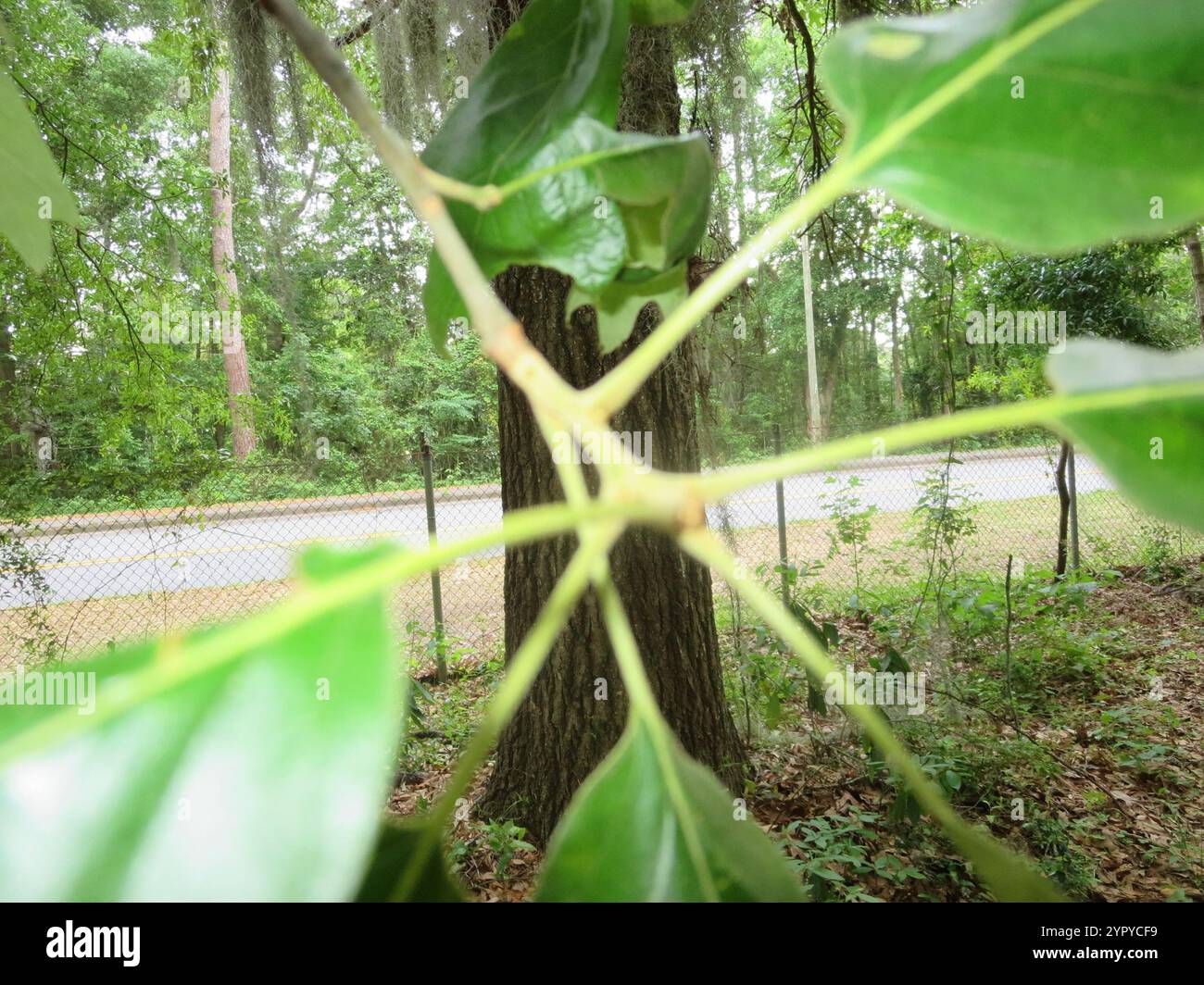 southern red oak (Quercus falcata Stock Photo - Alamy