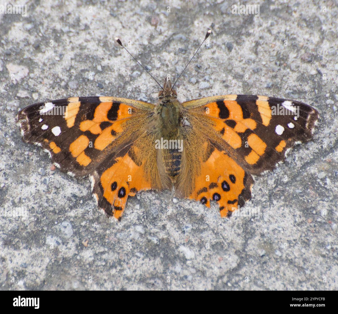 Subtropical Lady (Vanessa carye Stock Photo - Alamy