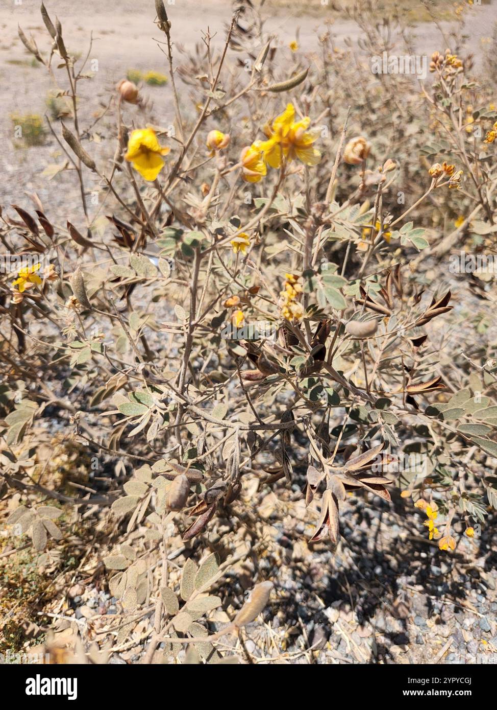 Coues' senna (Senna covesii Stock Photo - Alamy