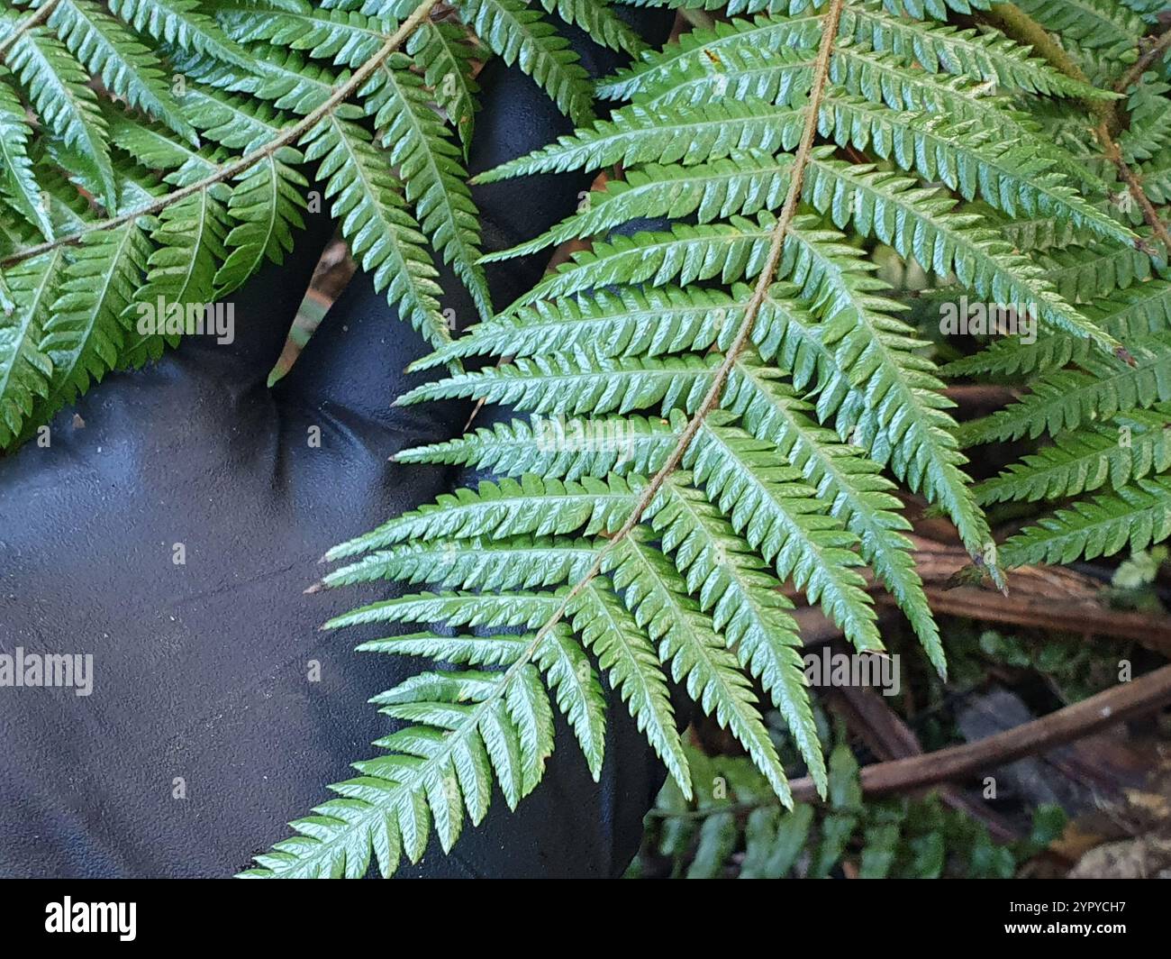 silver fern (Cyathea dealbata Stock Photo - Alamy