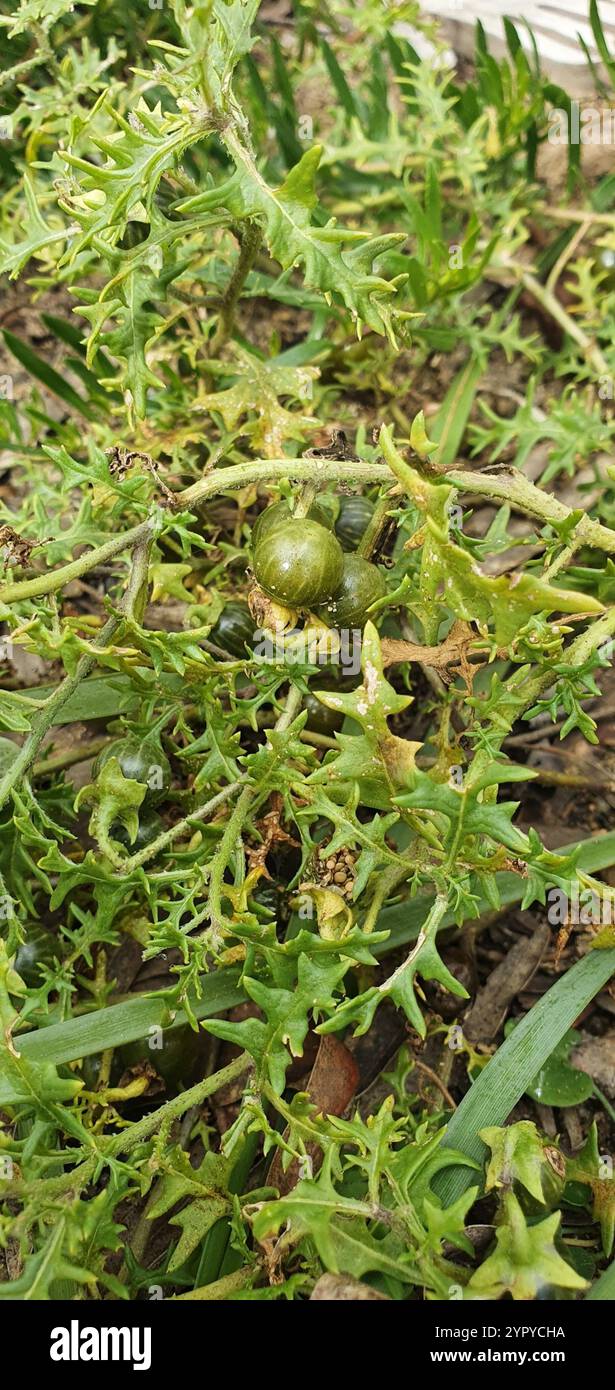 Cutleaf Nightshade (Solanum triflorum Stock Photo - Alamy