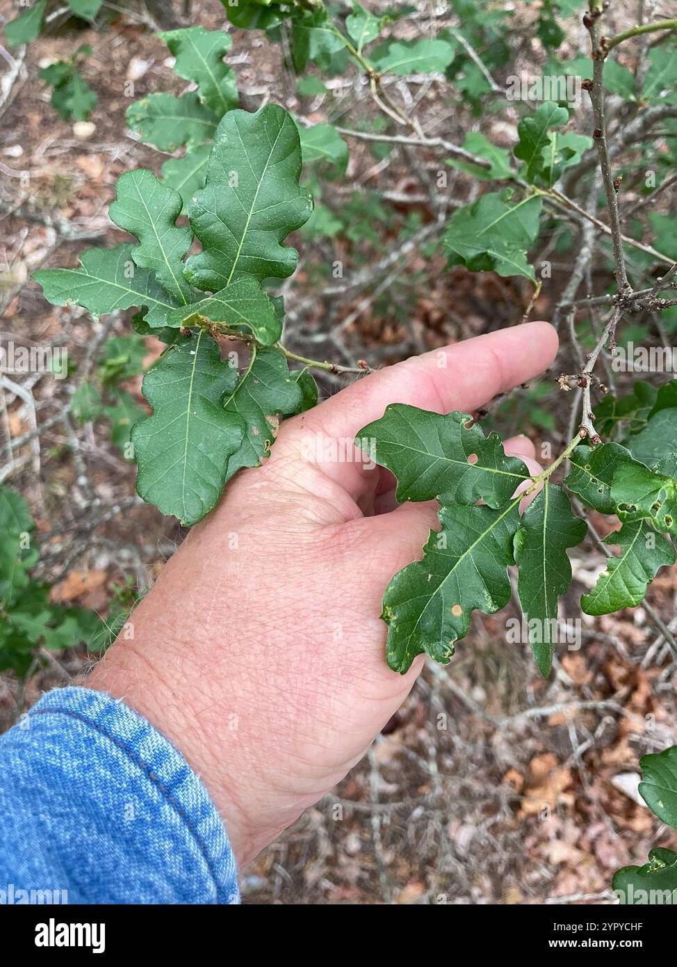 White Shin Oak (Quercus sinuata breviloba Stock Photo - Alamy