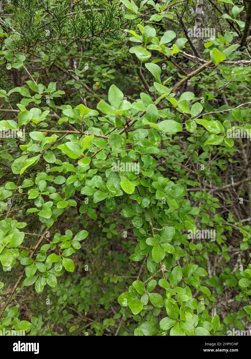 Stretchberry (Forestiera pubescens Stock Photo - Alamy