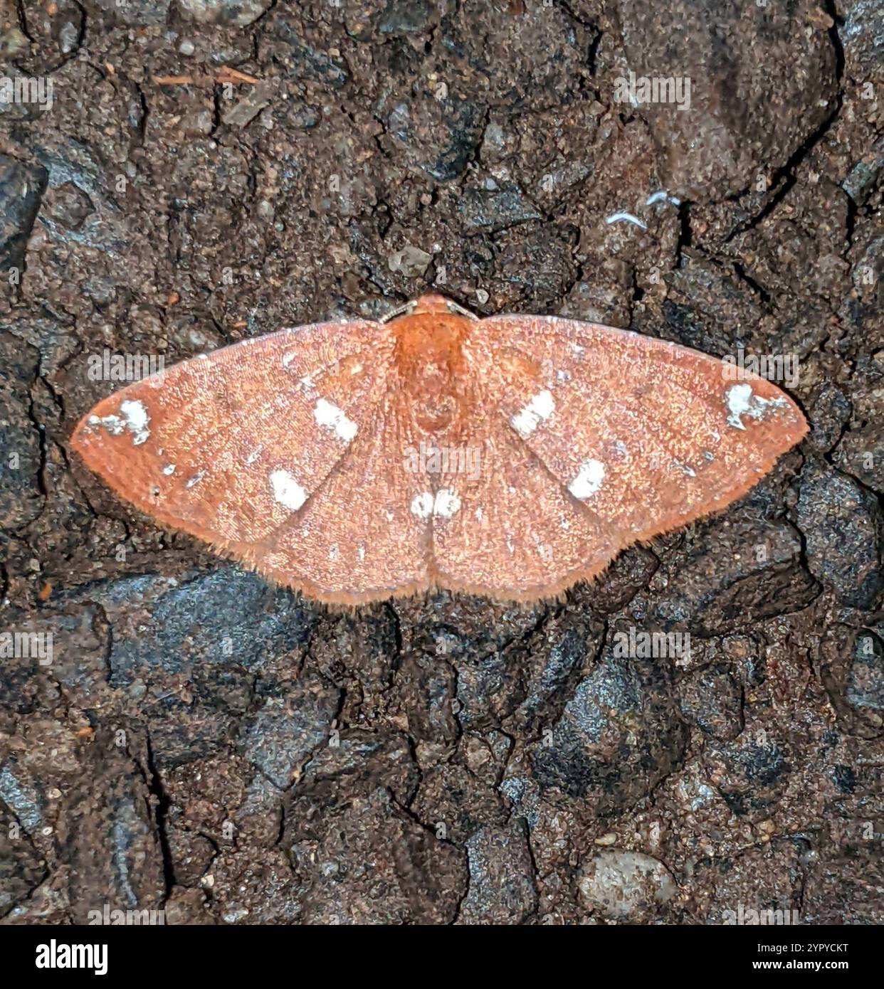 Geometer Moths (Geometridae Stock Photo - Alamy
