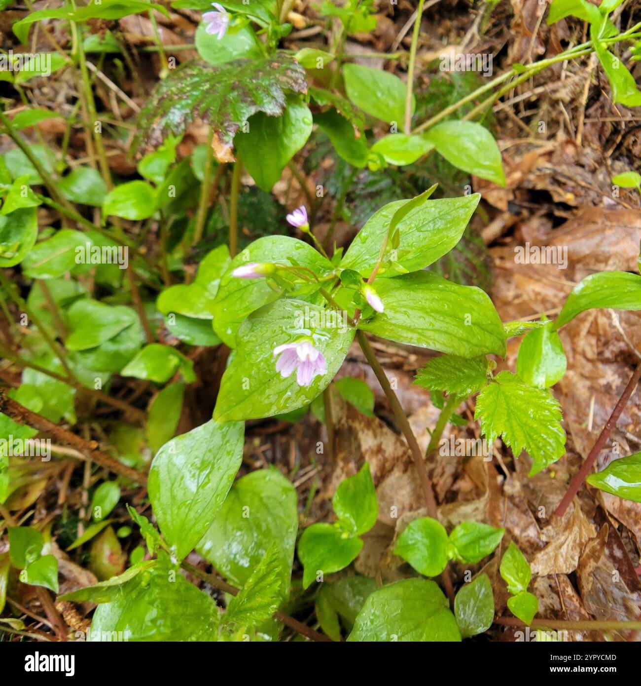 Candy Flower (Claytonia sibirica Stock Photo - Alamy