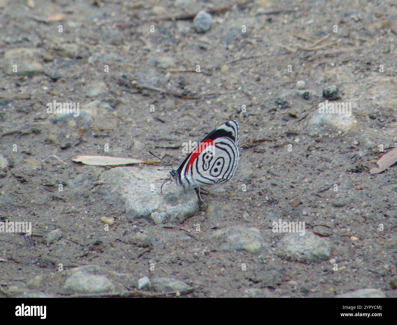Widespread Eighty-eight (Diaethria clymena Stock Photo - Alamy