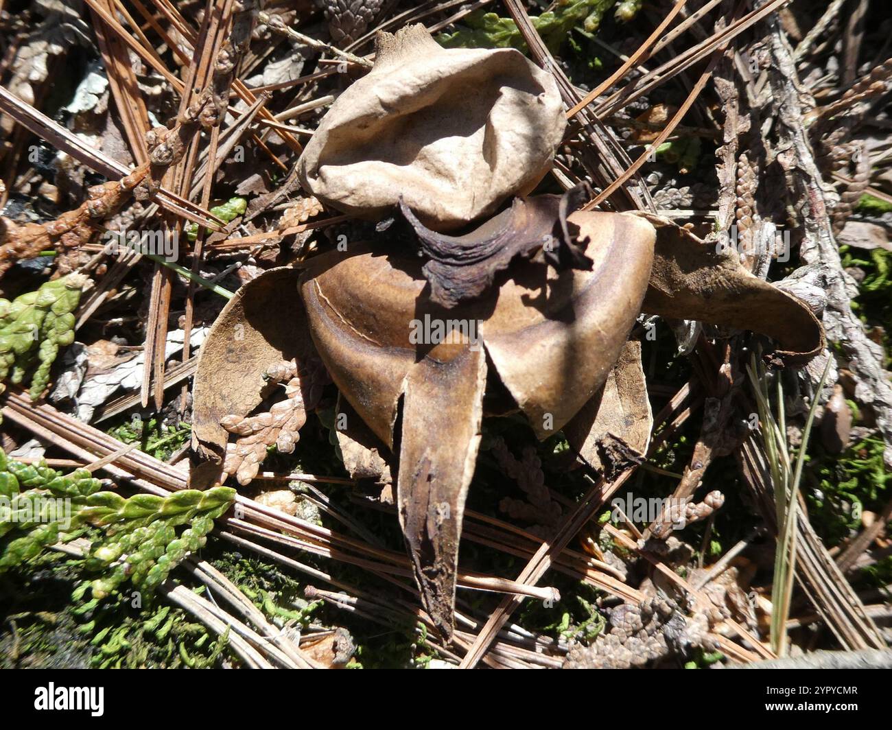 Collared Earthstar (Geastrum triplex Stock Photo - Alamy