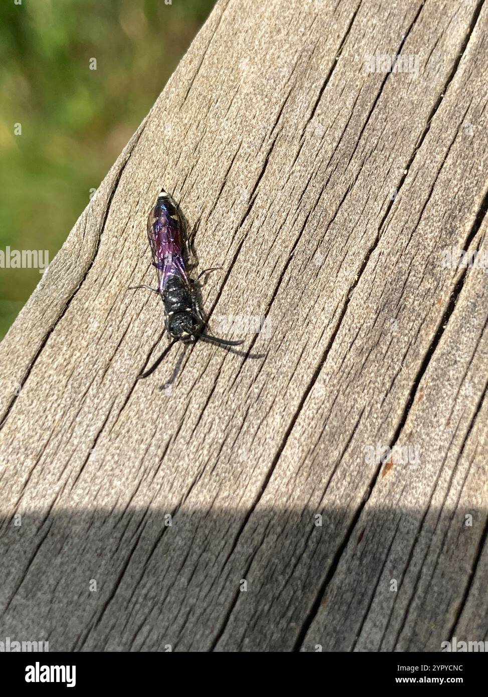 Five spotted club horned wasp hi-res stock photography and images - Alamy