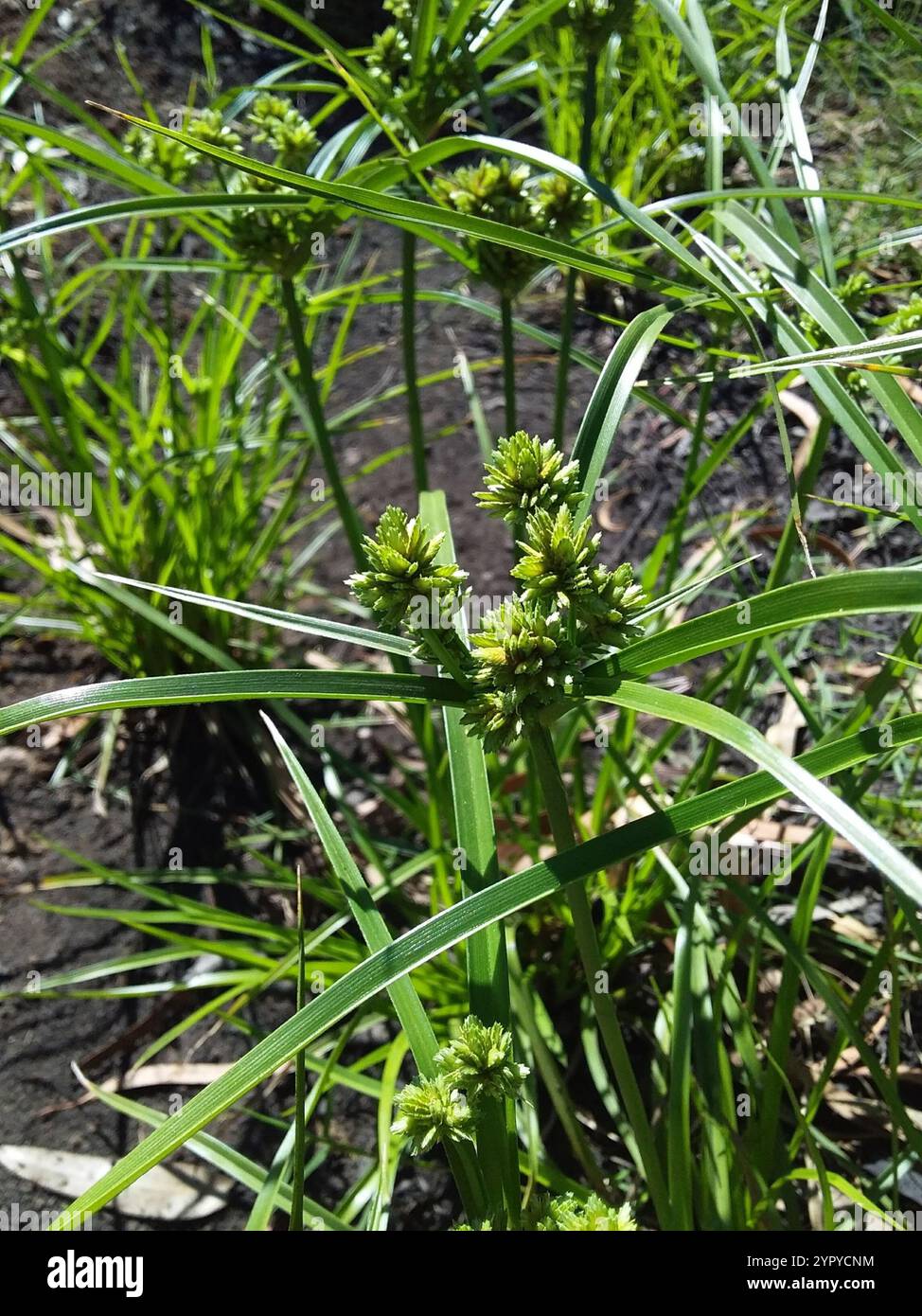 tall flatsedge (Cyperus eragrostis Stock Photo - Alamy