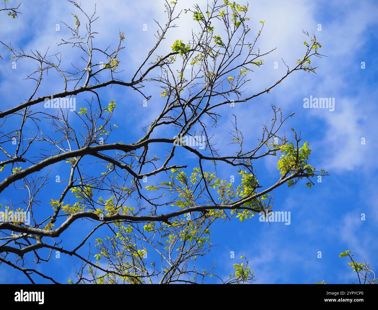 Chinese Hackberry (Celtis sinensis Stock Photo - Alamy