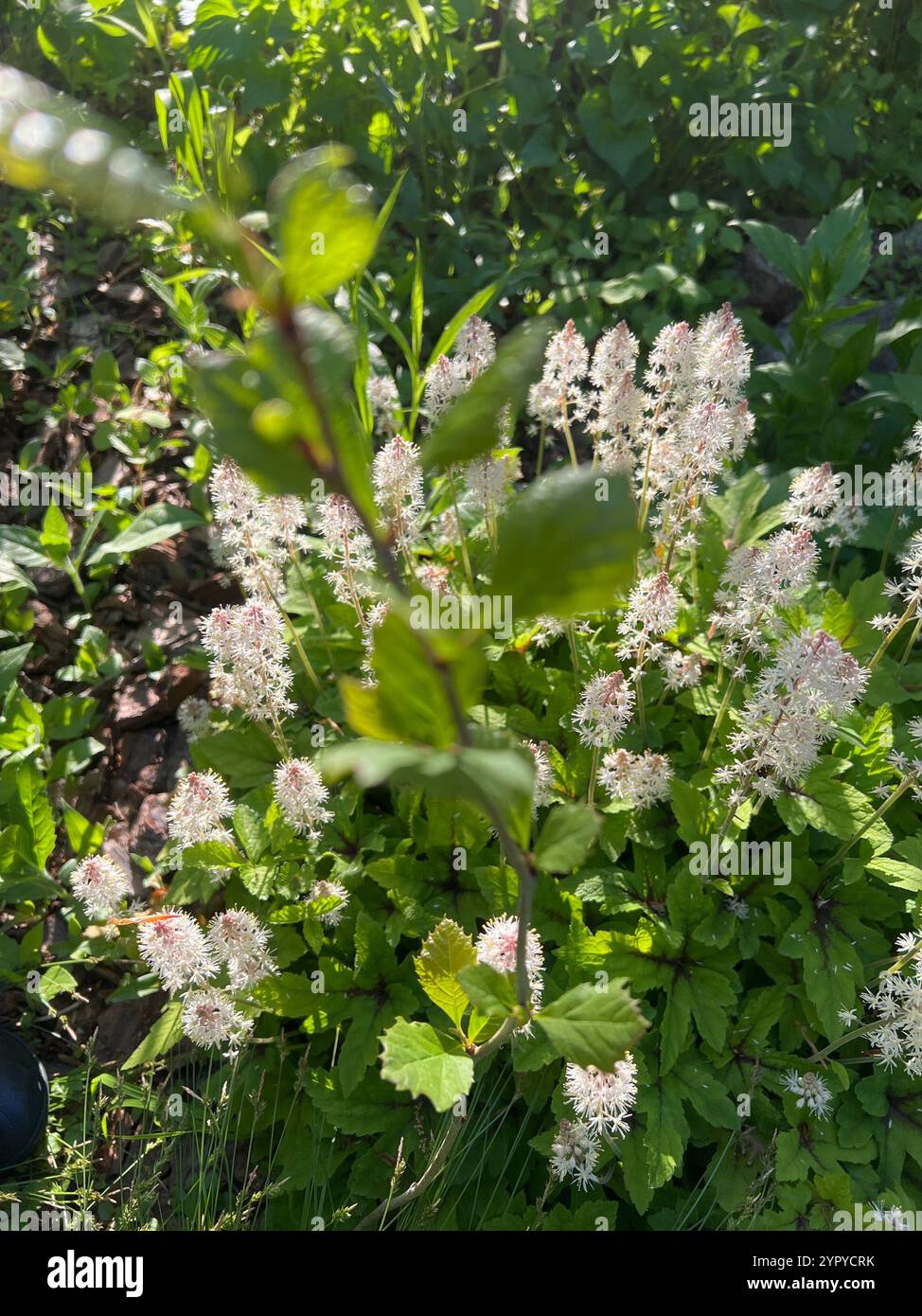 common ninebark (Physocarpus opulifolius Stock Photo - Alamy