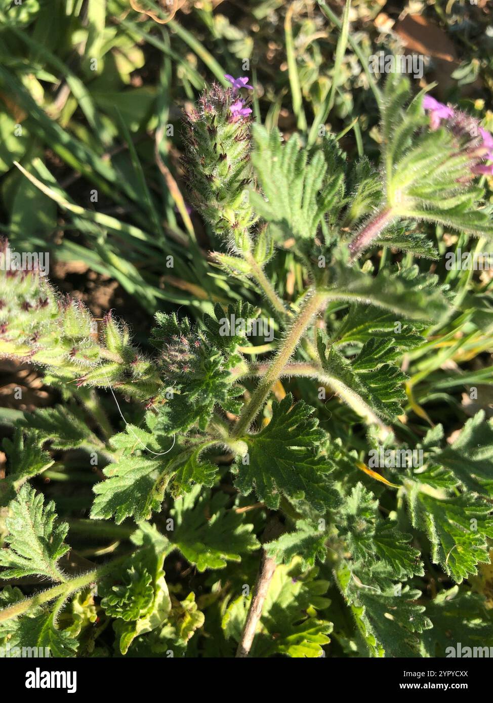 Dwarf Verbena (Glandularia pumila Stock Photo - Alamy