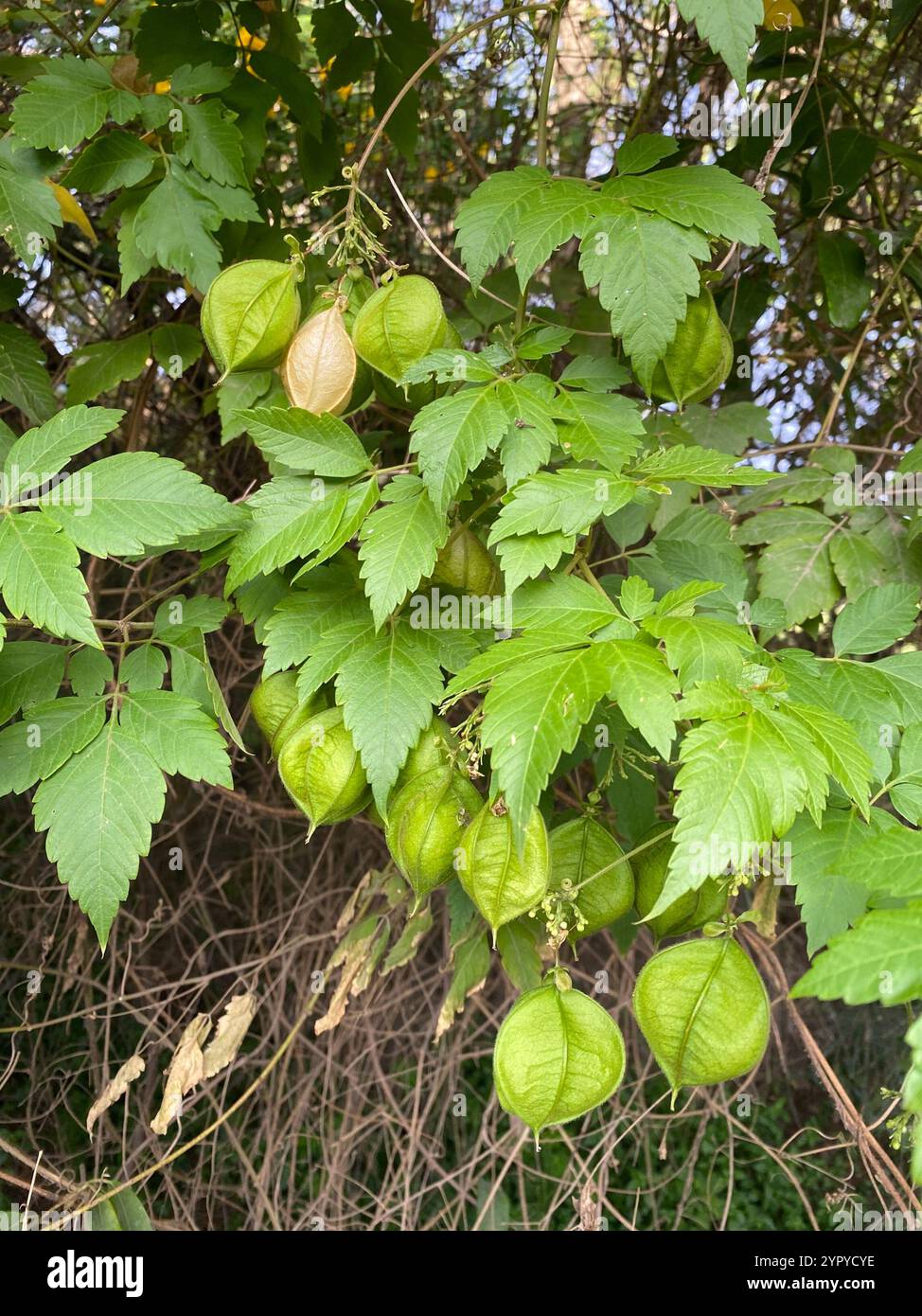 Showy Balloon Vine (Cardiospermum grandiflorum Stock Photo - Alamy