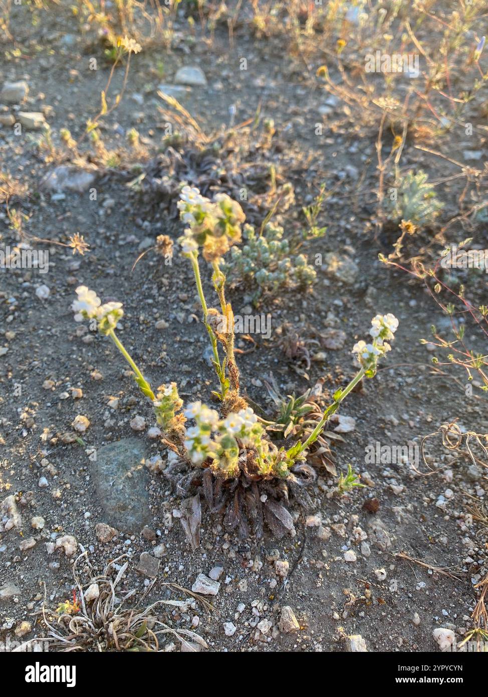 Clearwater cryptantha (Cryptantha intermedia Stock Photo - Alamy