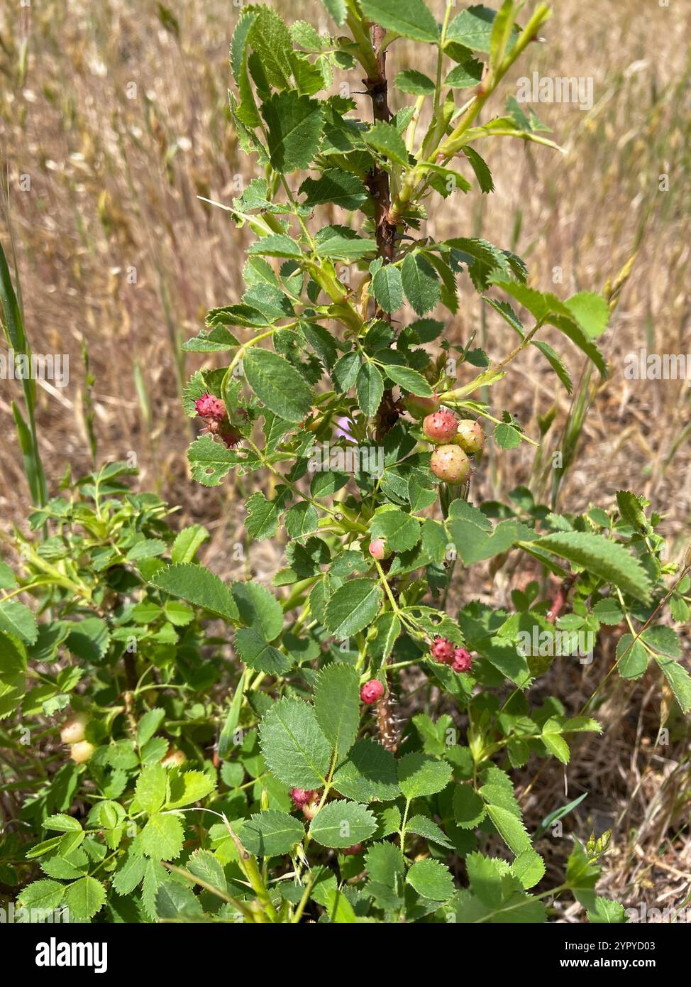 California Wild Rose (Rosa californica Stock Photo - Alamy