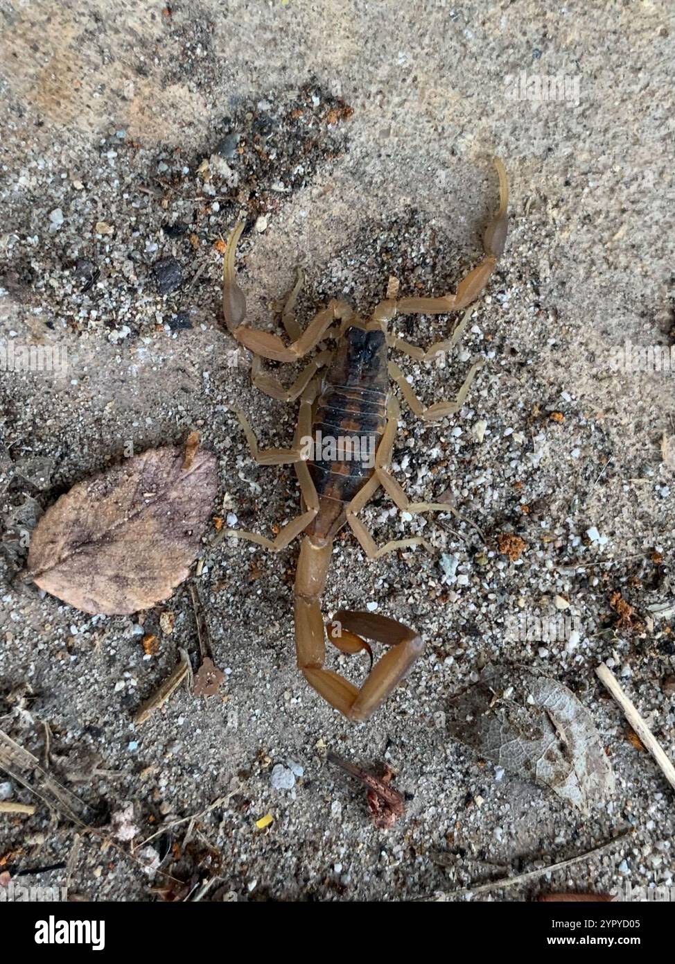 Striped bark scorpion centruroides vittatus hi-res stock photography ...