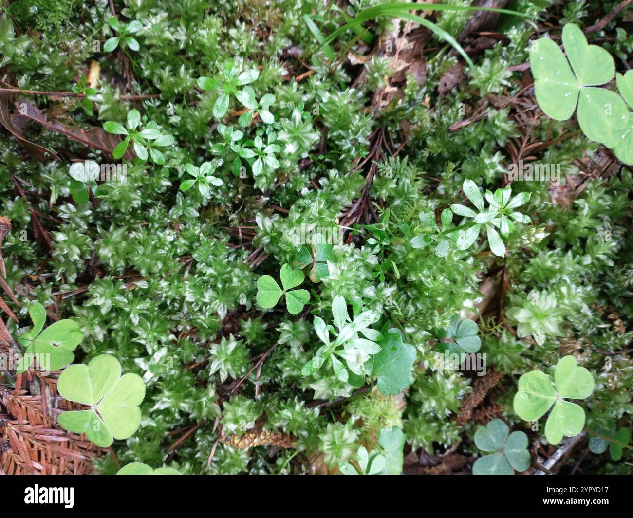 Badge Moss (Plagiomnium insigne Stock Photo - Alamy