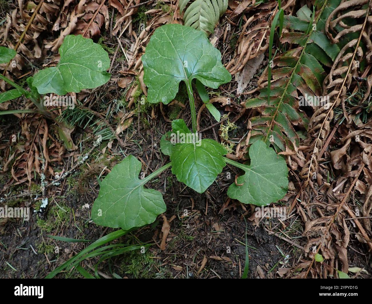 American trailplant (Adenocaulon bicolor Stock Photo - Alamy
