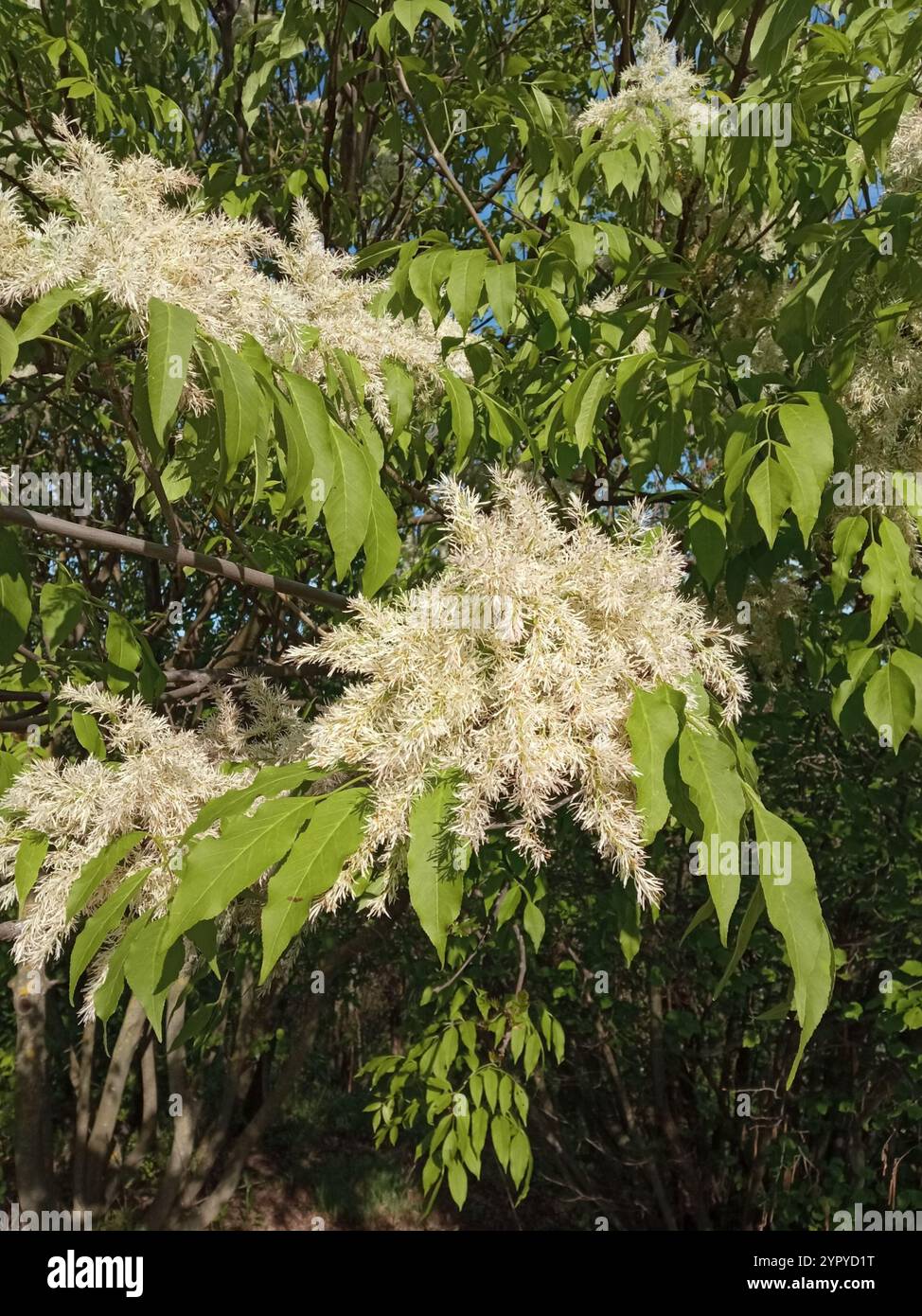 Manna ash (Fraxinus ornus Stock Photo - Alamy