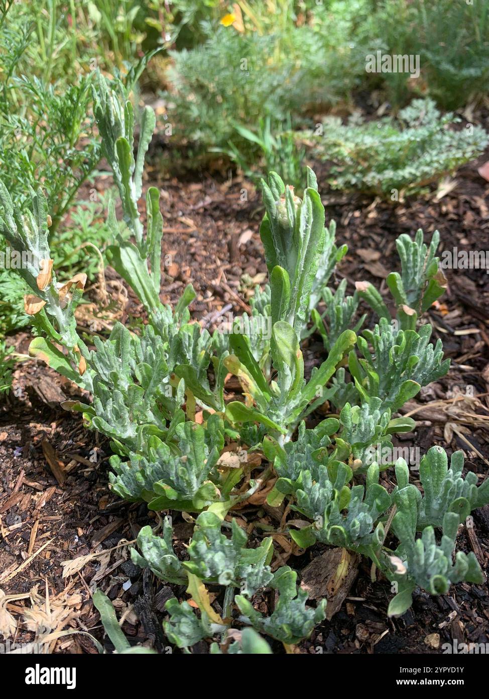 Jersey Cudweed (Pseudognaphalium luteoalbum Stock Photo - Alamy