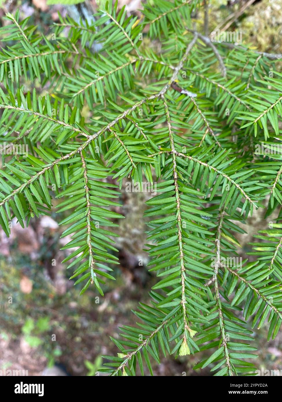 eastern hemlock (Tsuga canadensis Stock Photo - Alamy