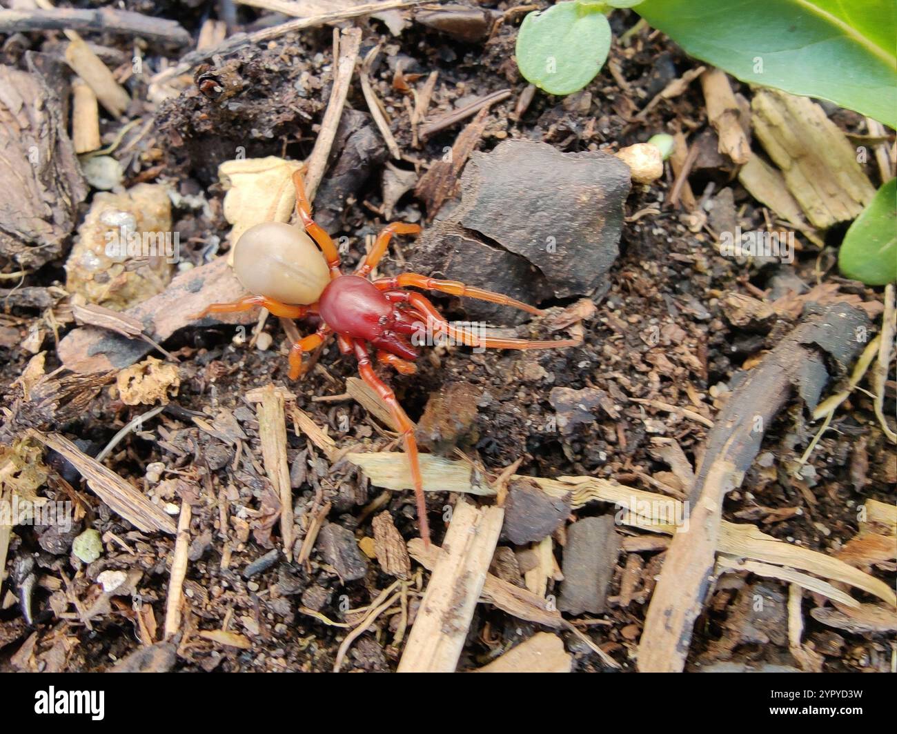 Woodlouse Spider (Dysdera crocata Stock Photo - Alamy