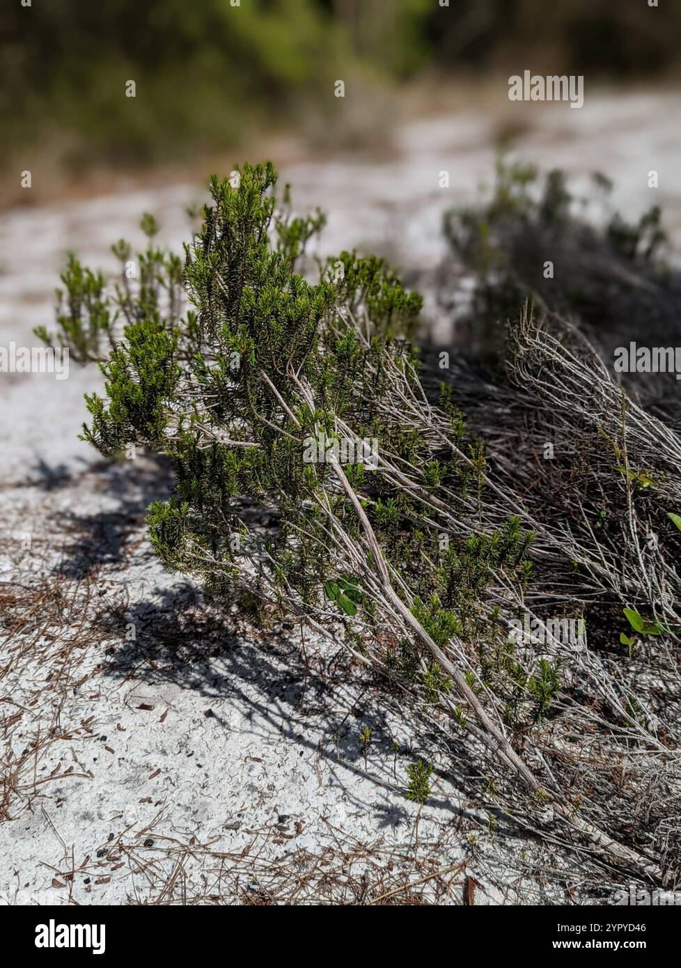 Florida rosemary (Ceratiola ericoides Stock Photo - Alamy