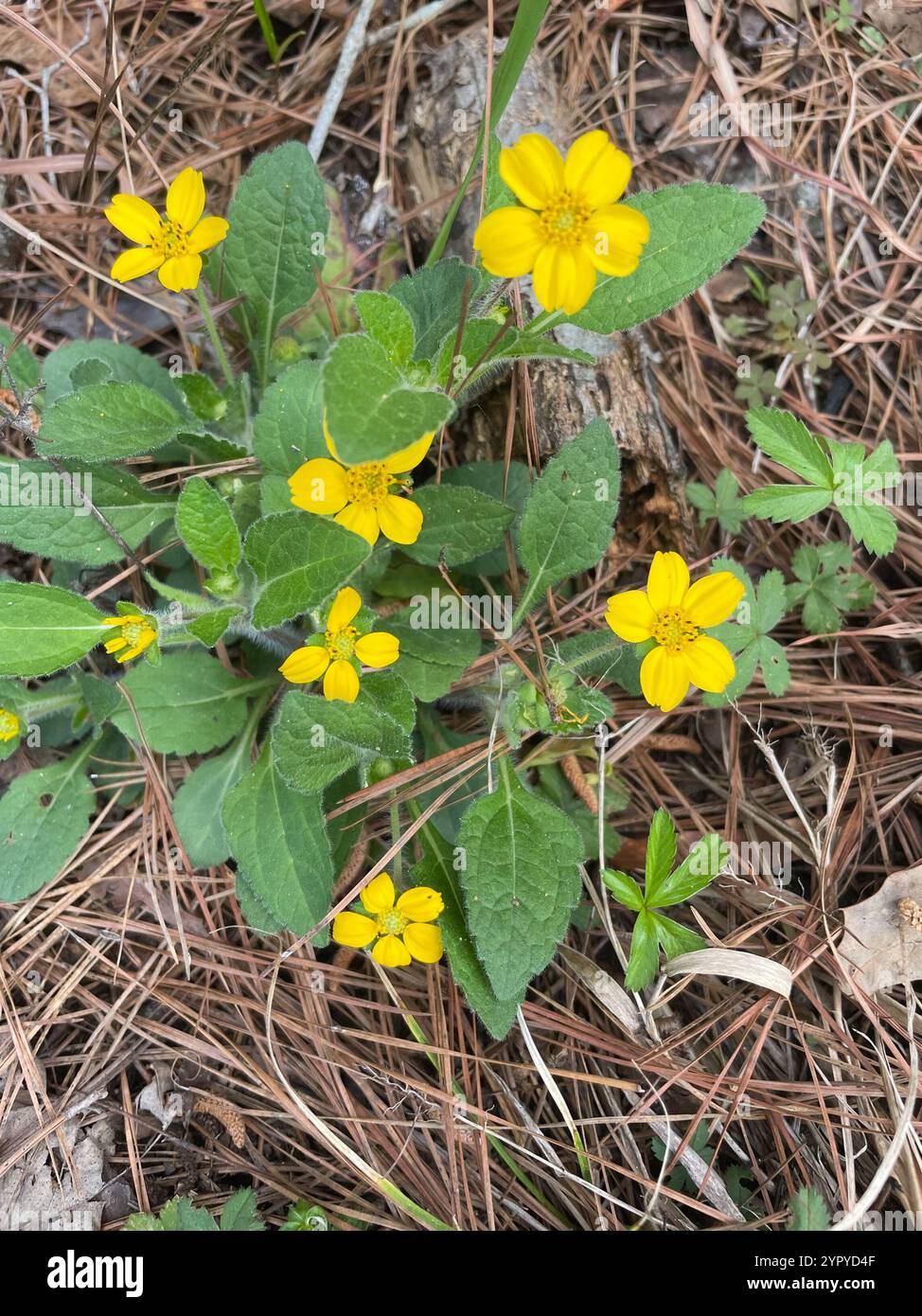 northern green-and-gold (Chrysogonum virginianum Stock Photo - Alamy