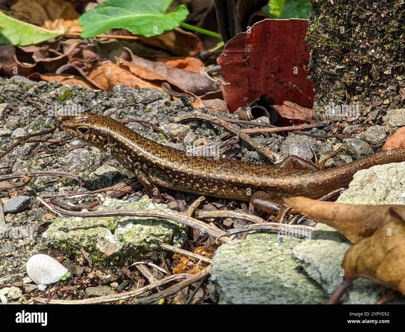 Indian Forest Skink (Sphenomorphus indicus Stock Photo - Alamy