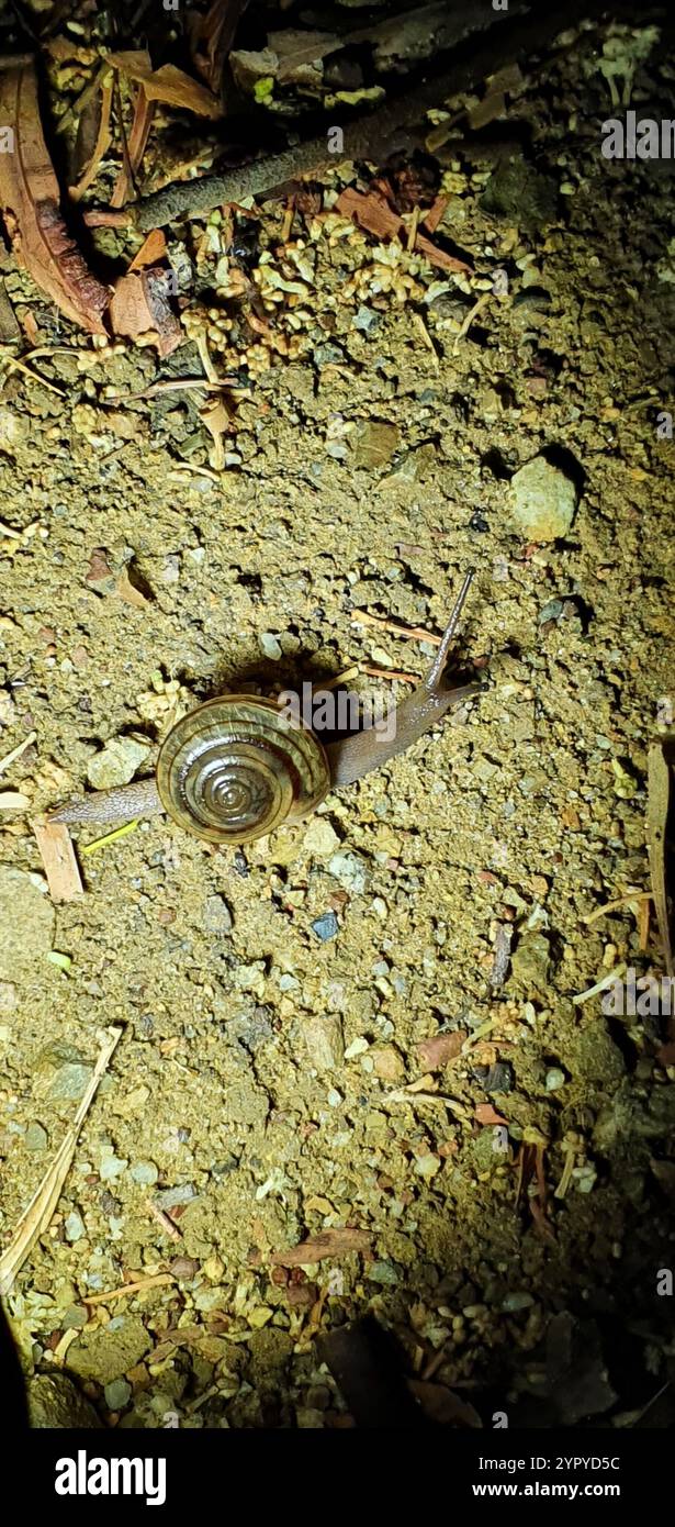 Camaenidae hi-res stock photography and images - Alamy