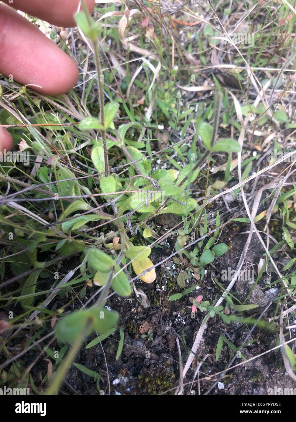 Dwarf Mouse-ear (Cerastium pumilum Stock Photo - Alamy
