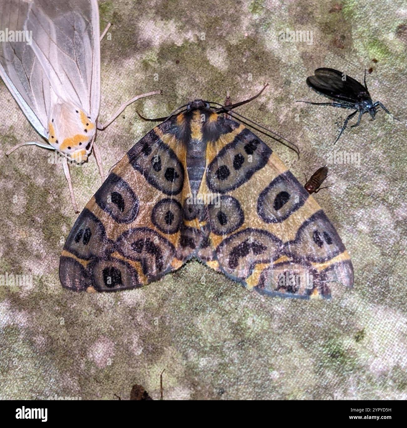 Leopard Moths (Pantherodes Stock Photo - Alamy