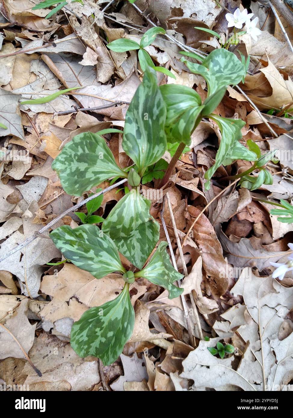 prairie trillium (Trillium recurvatum Stock Photo - Alamy