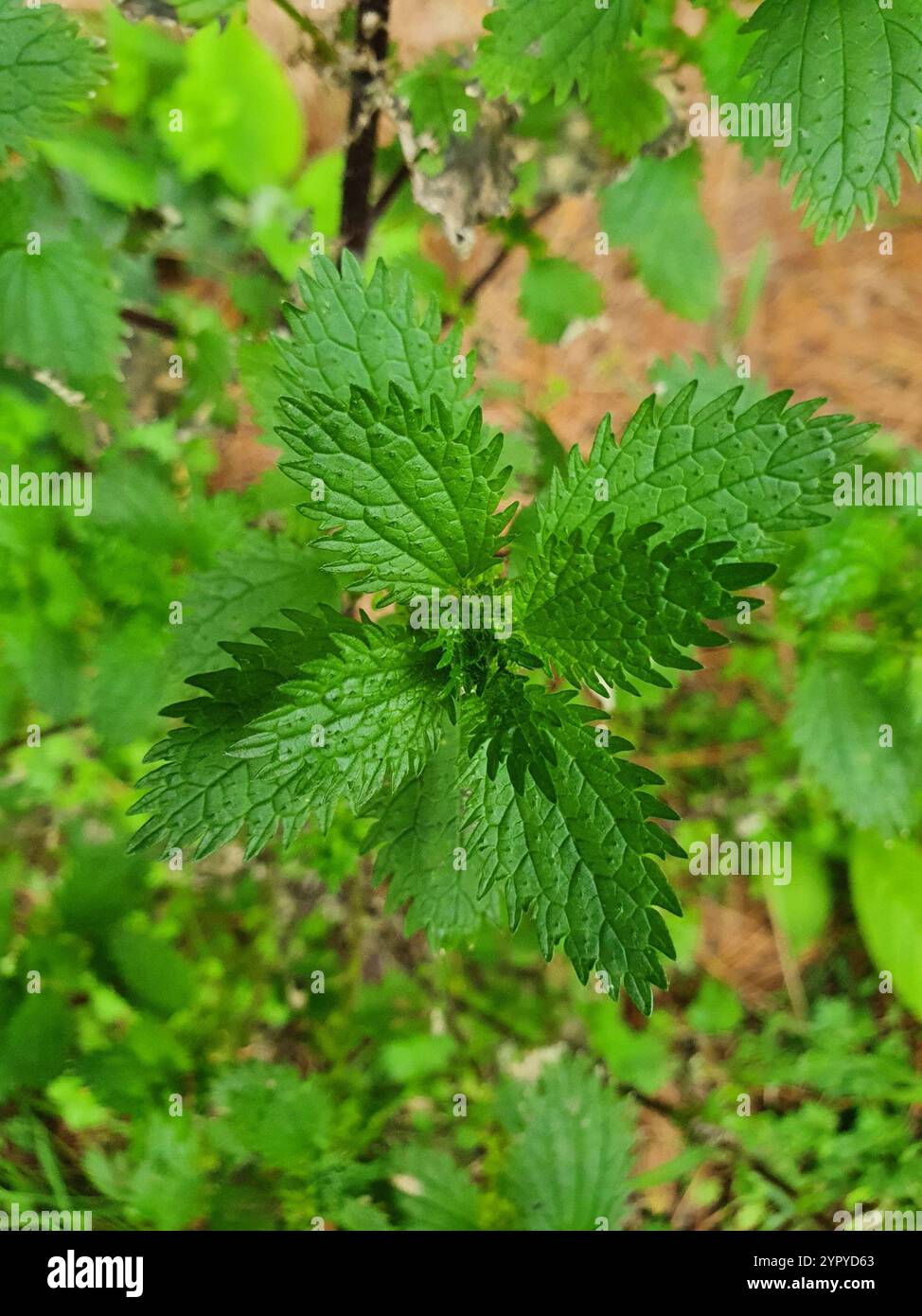 Dwarf Nettle (Urtica urens Stock Photo - Alamy