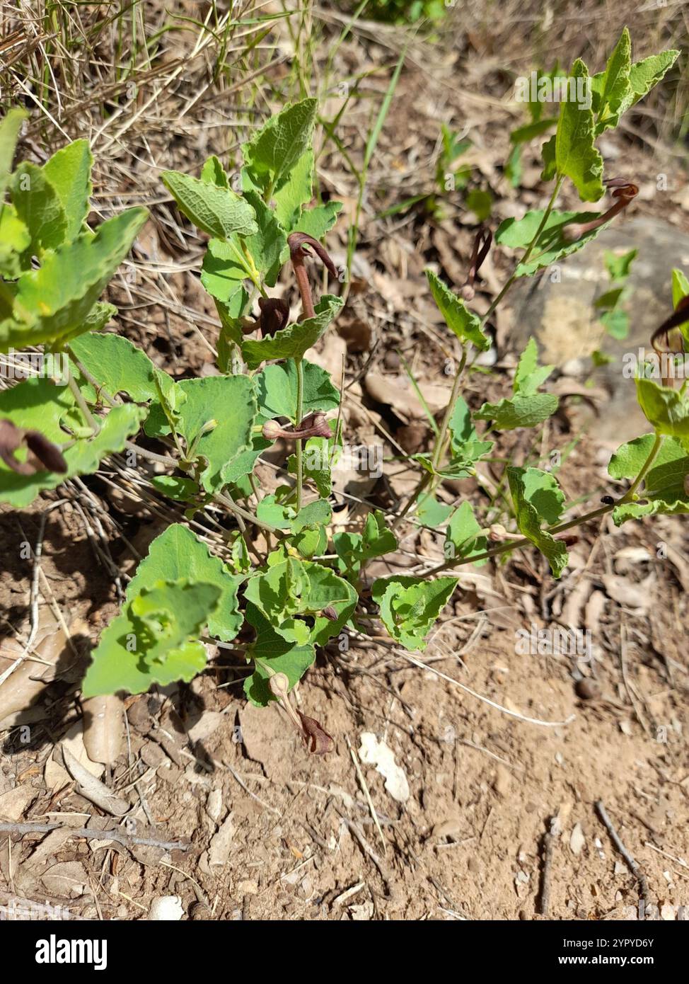 Spanish Birthwort (Aristolochia pistolochia Stock Photo - Alamy